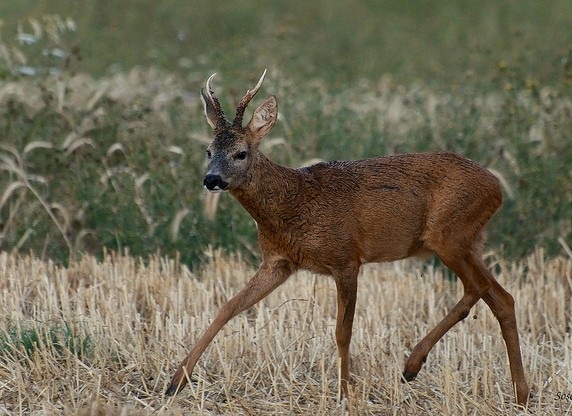 Saiba o que significa Corça na Bíblia. Versículos e Estudo
